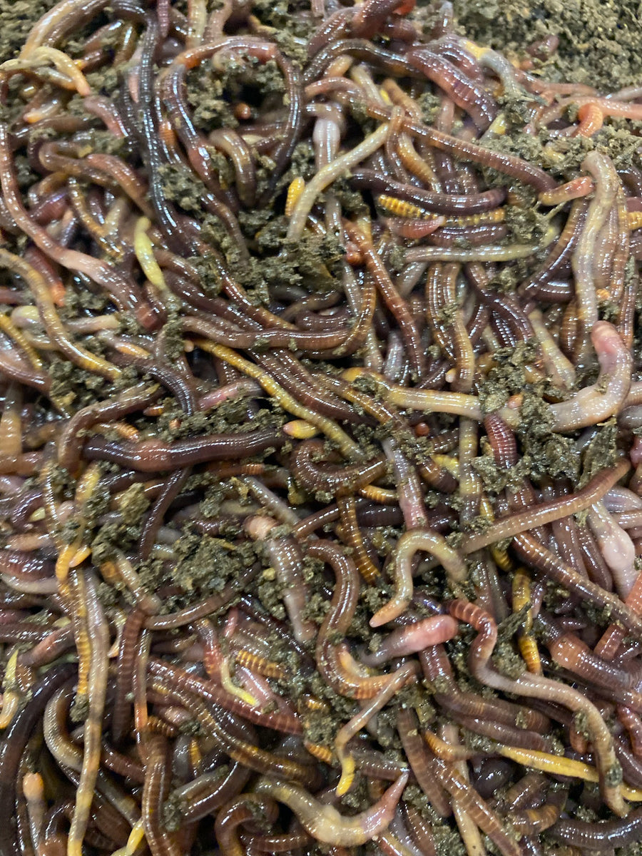 Our Worm Farm Start Up – Work Hard Worms