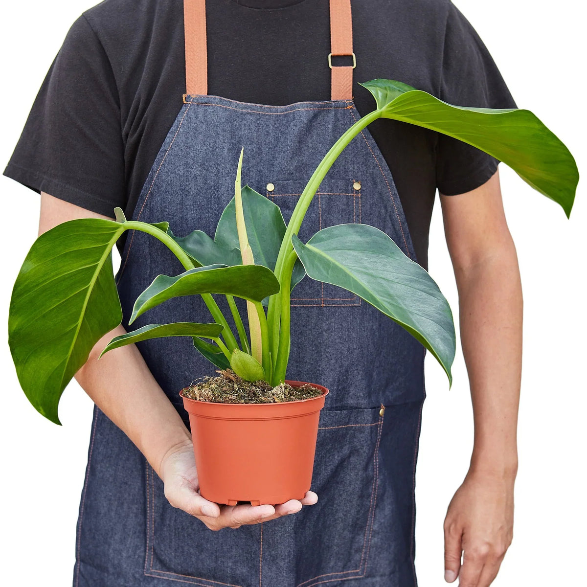 Philodendron 'Congo Green' – Work Hard Worms