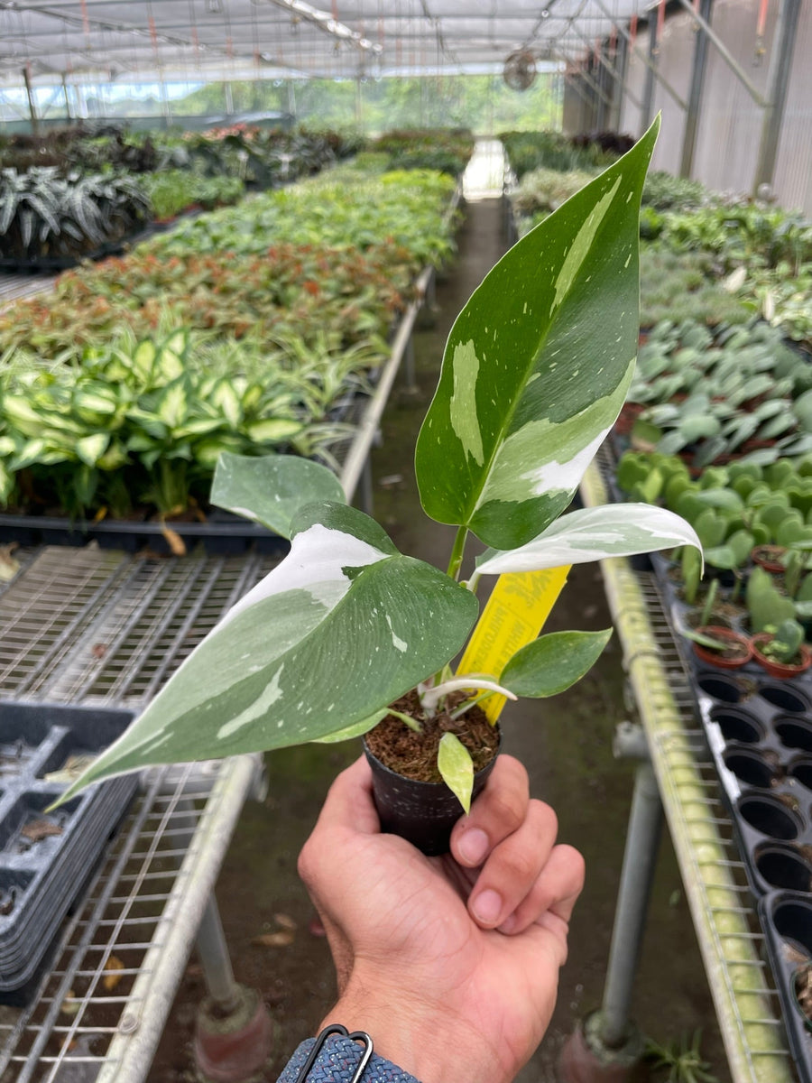 Philodendron 'White Princess' – Work Hard Worms