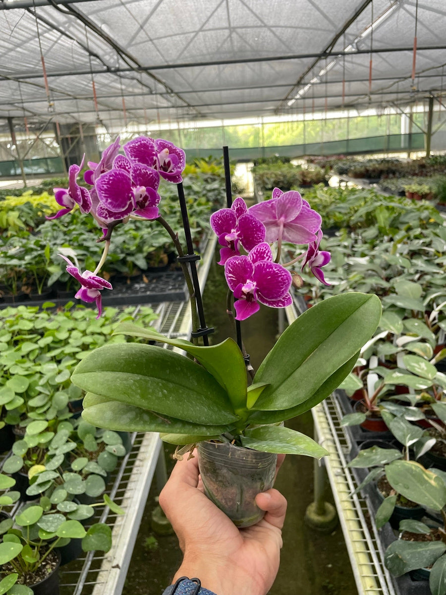 Orchid 'Purple Spotted Phalaenopsis' – Work Hard Worms