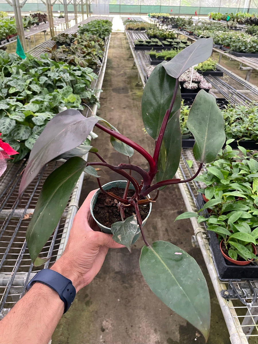 Philodendron 'Burgundy Princess' (Reverted Pink Princess) - B-Grade ...