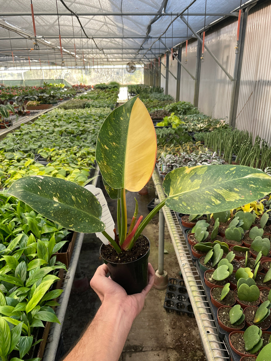 Philodendron 'Congo Green Variegated' – Work Hard Worms
