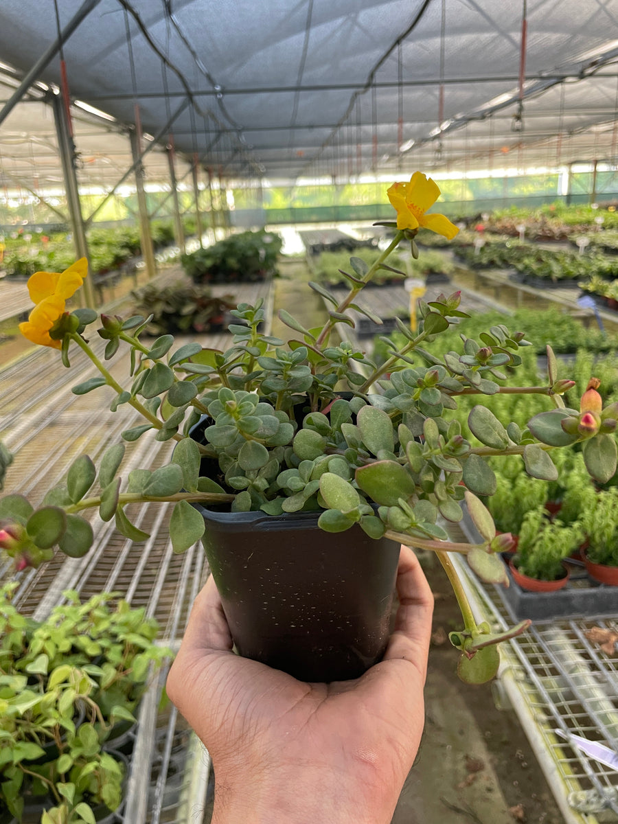 Purslane – Work Hard Worms