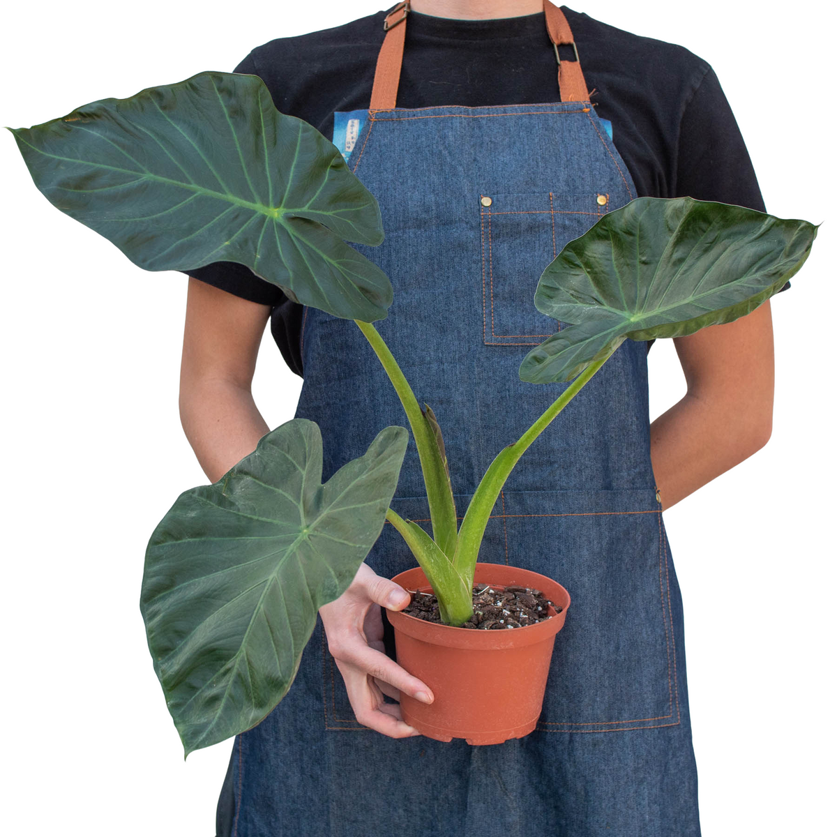 Alocasia 'Regal Shields' – Work Hard Worms