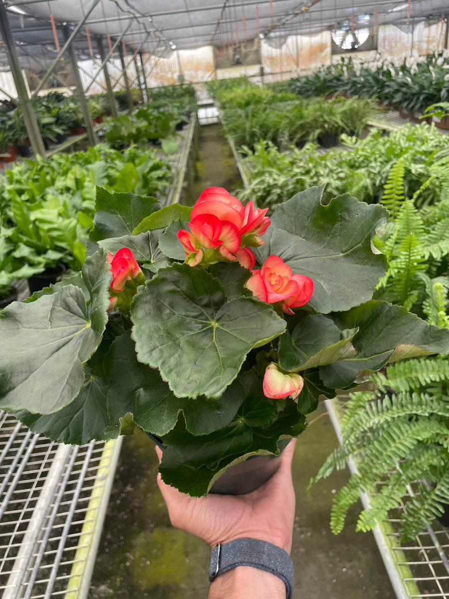 Begonia 'Reiger' – Work Hard Worms