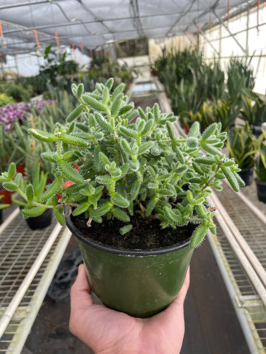Delosperma echinatum 'Pickle Plant' – Work Hard Worms