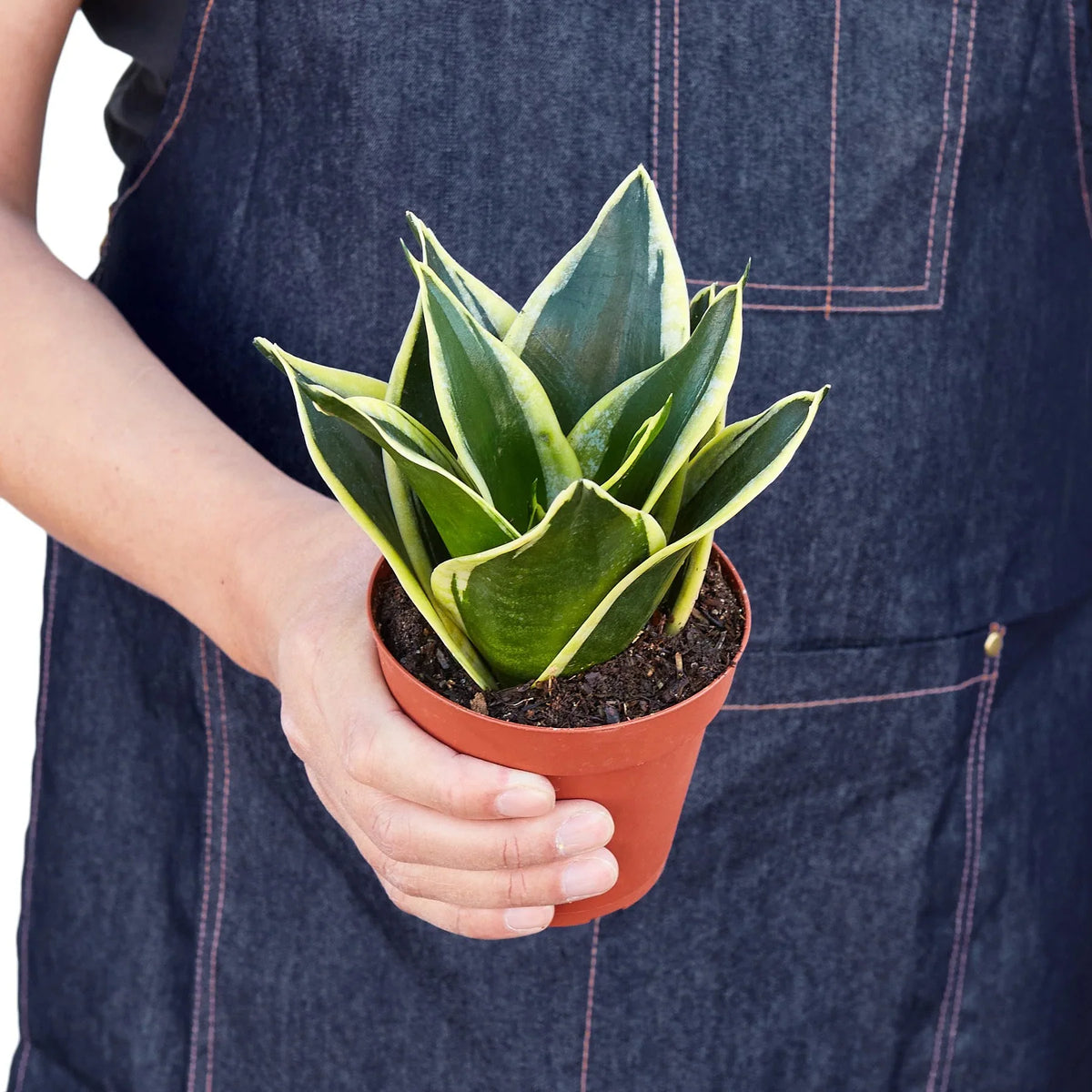 Snake Plant Black Gold – Work Hard Worms
