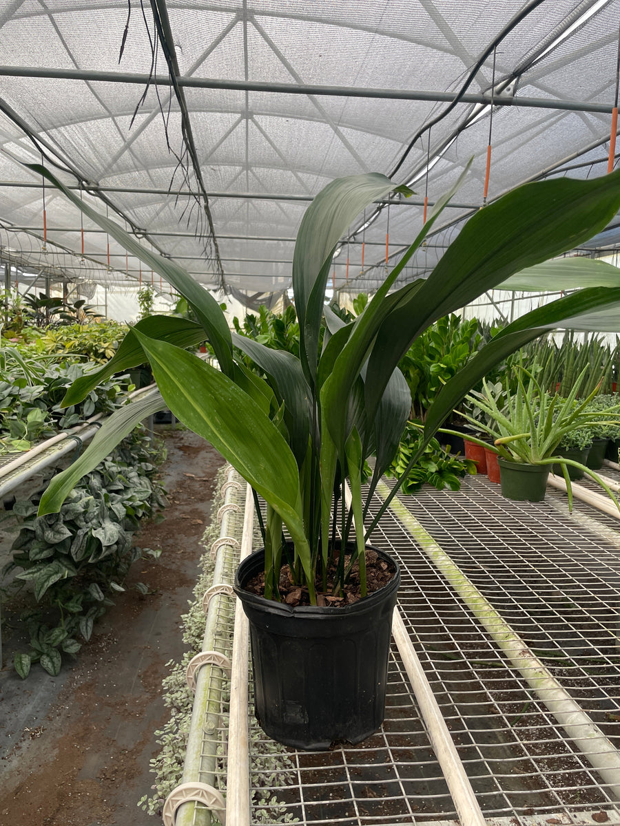 Aspidistra 'Cast Iron' – Work Hard Worms