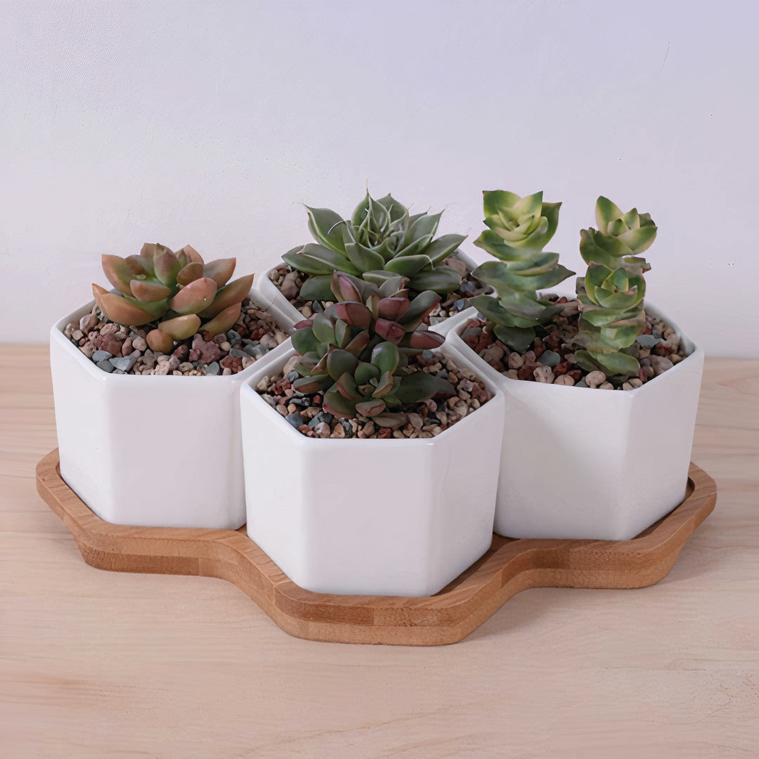 Beehive Planter by ClaudiaG Collection – Work Hard Worms