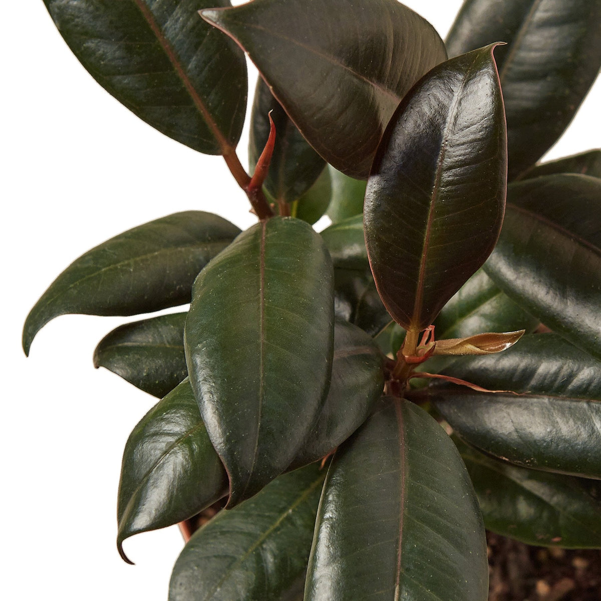 Ficus Elastica 'Burgundy' – Work Hard Worms